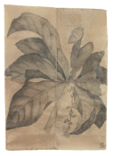 Sarah Graham – New Drawings | Galerie Maximillian